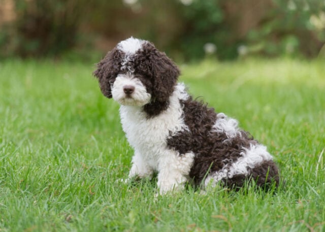 Spanish Water Dog Breed Profile – Top Dog Tips