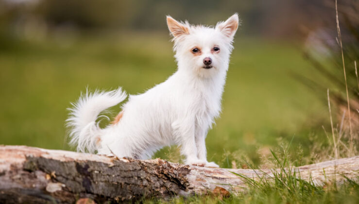 Chorkie Dog Breed Profile – Top Dog Tips