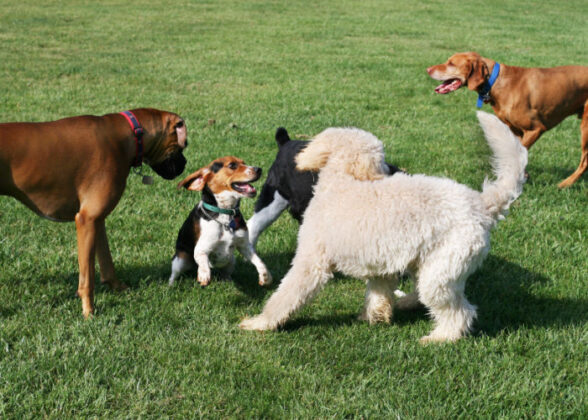 7 Dog Breed Groups in UK – Top Dog Tips