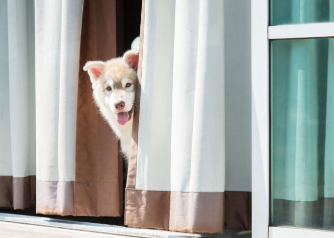 10 Best Indoor Games for Dogs That You and Fido Should Try!