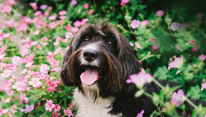 How To Care for Your Dog During Spring – Top Dog Tips