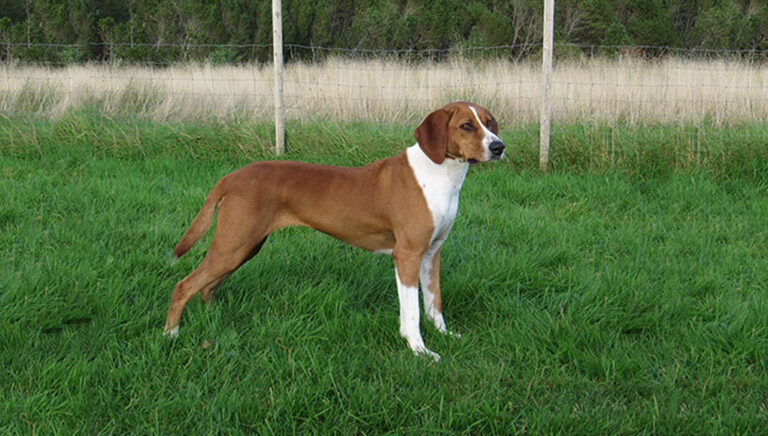 Hygen Hound Dog Breed Profile – Top Dog Tips