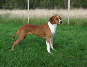 Hygen Hound Dog Breed Profile – Top Dog Tips