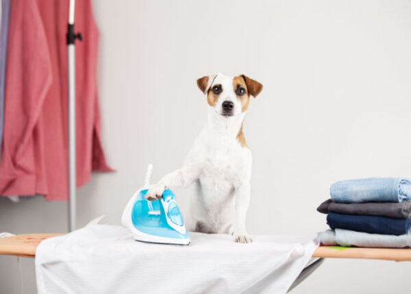 12 Indoor Dog Activities in Spring – Top Dog Tips