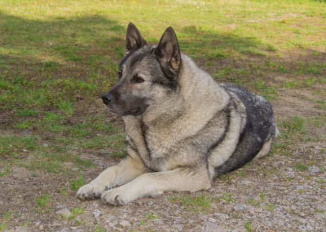 Norwegian Elkhound Dog Breed Profile – Top Dog Tips