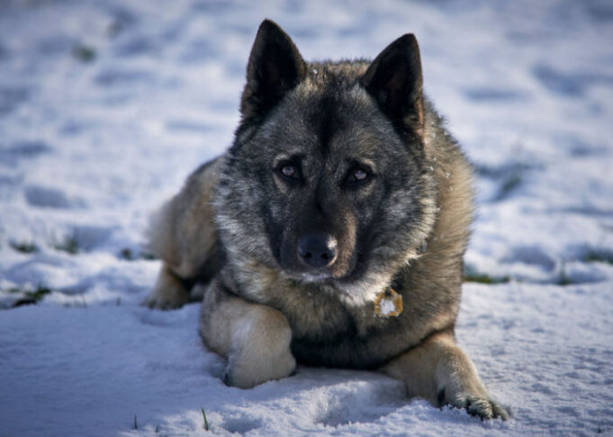 Norwegian Elkhound Dog Breed Profile – Top Dog Tips