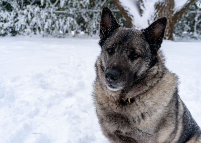 210+ Adorable Dog Names Starting with M – Top Dog Tips
