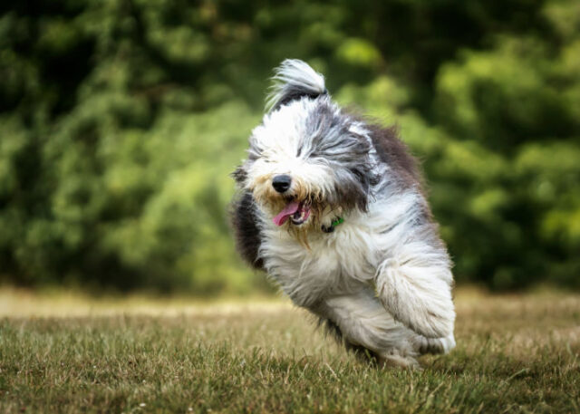 Old English Sheepdog Dog Breed Profile – Top Dog Tips