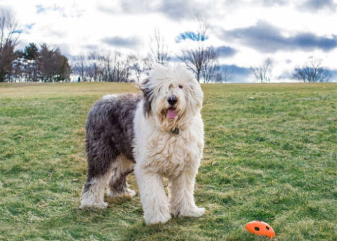 Old English Sheepdog Dog Breed Profile – Top Dog Tips