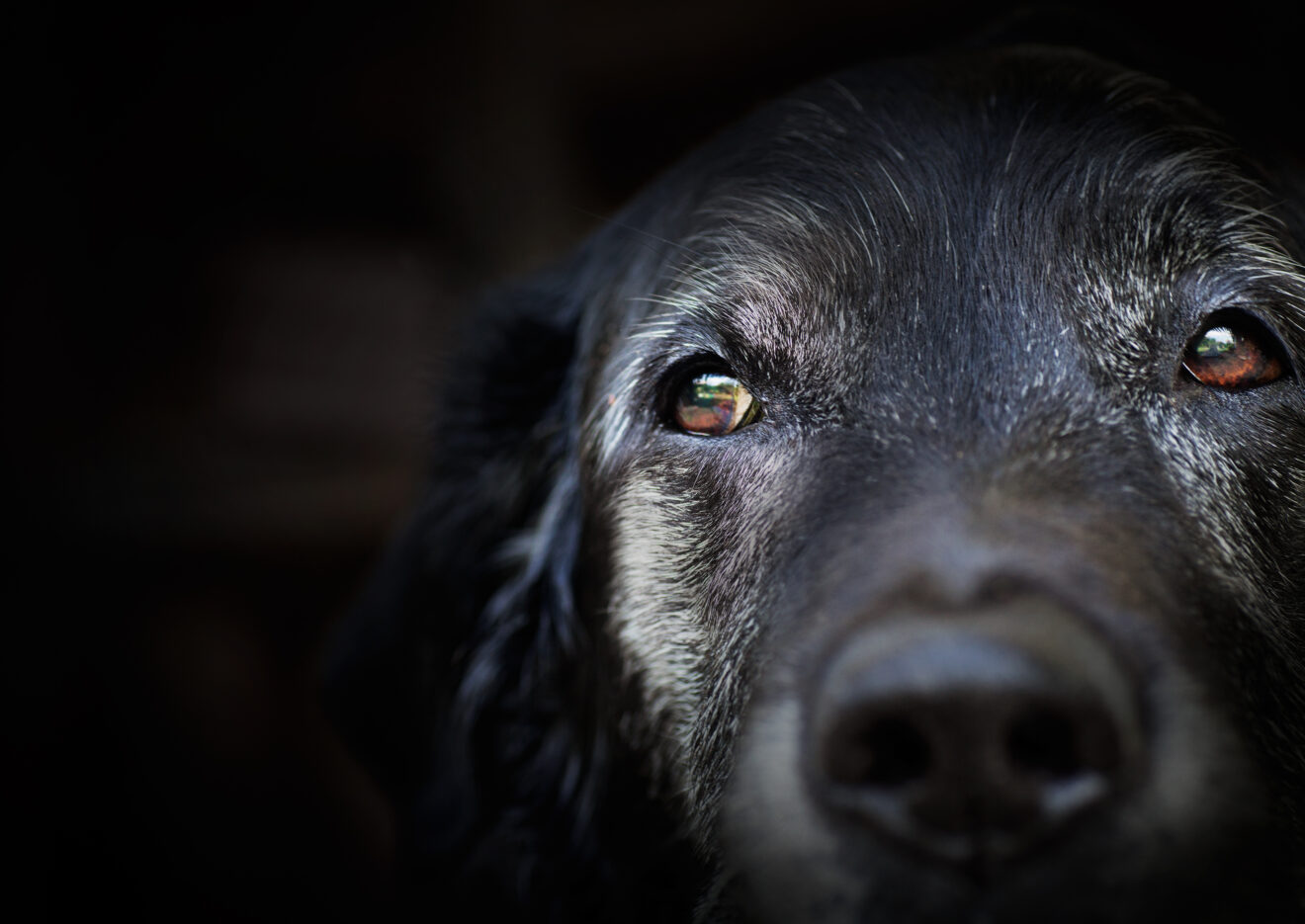 Dementia in Dogs at Night: Explained – Top Dog Tips