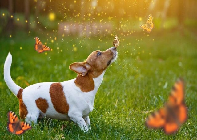 Spring Fever in Dogs: How to Deal with It – Top Dog Tips