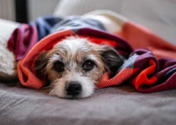 Tooth Abscess in Dogs: What It is and How to Cure It – Top Dog Tips