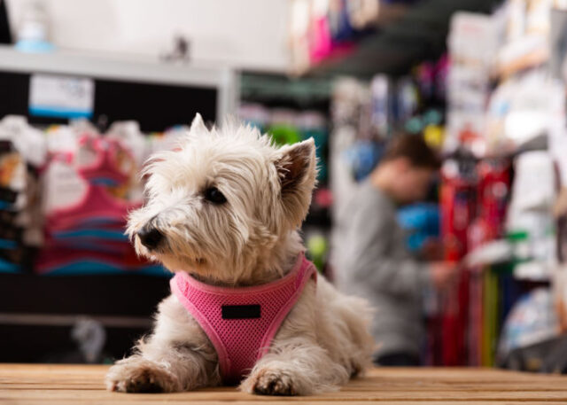 Missouri Pet Stores, Dog Parks, Grooming, And More – Top Dog Tips