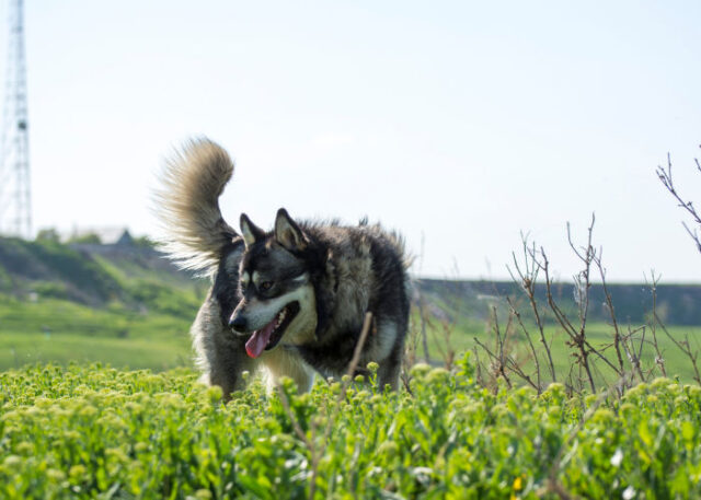 Gerberian Shepsky Dog Breed Profile – Top Dog Tips