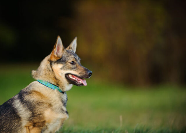 Swedish Vallhund Dog Breed Profile – Top Dog Tips