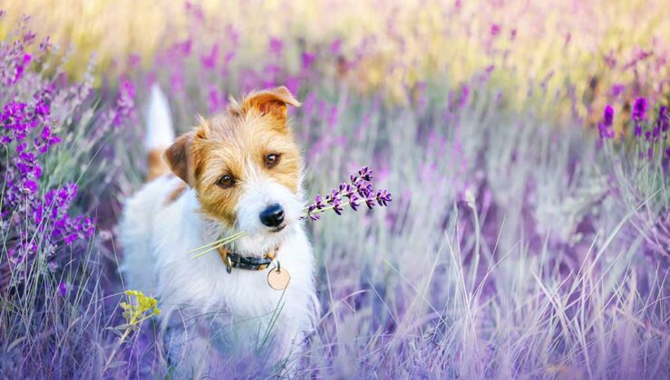 Flowers Toxic For Dogs: 10 Beautiful Plants That You Should Look Out ...