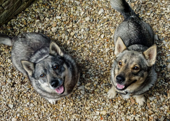 Swedish Vallhund Dog Breed Profile – Top Dog Tips