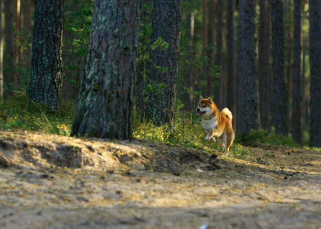 130+ Best Dog Names Starting with A – Top Dog Tips