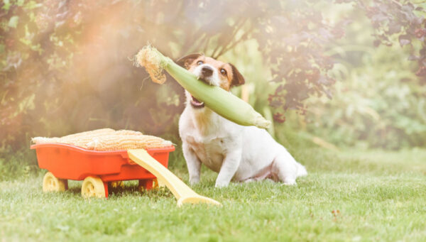 Can Dogs Eat Corn? (And Other Corn Forms) – Top Dog Tips