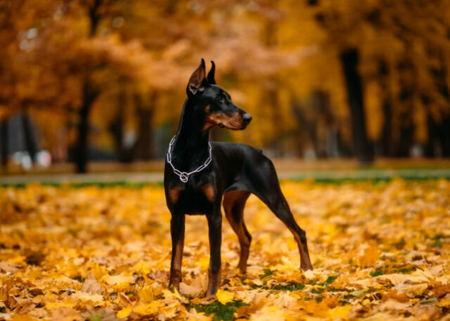 690+ Dog Names Starting With Y – Top Dog Tips