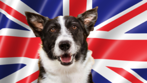 7 Dog Breed Groups in UK – Top Dog Tips