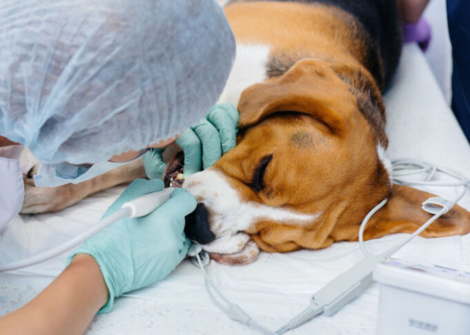 16 Signs Your Dog Ate Something Bad – Top Dog Tips
