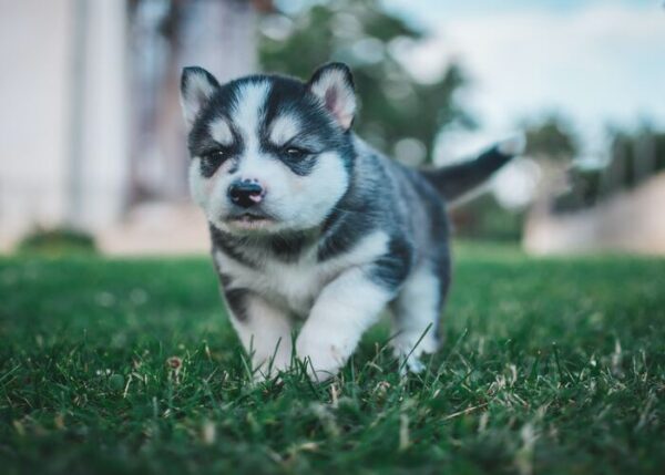 180+ Best Dog Names Starting with G – Top Dog Tips