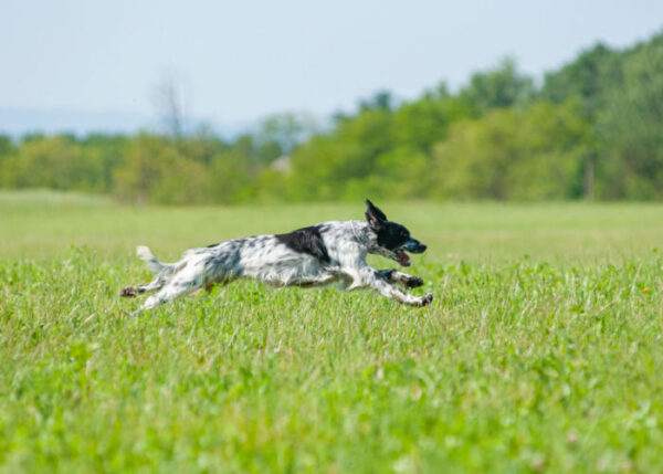 English Setter Dog Breed Profile – Top Dog Tips
