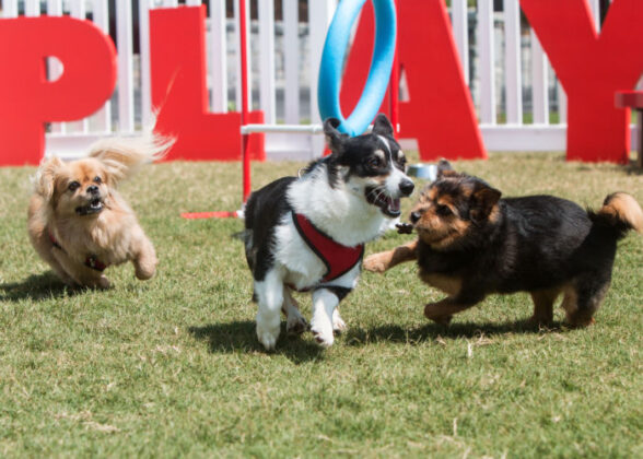 25 Best Fenced Dog Parks in the US – Top Dog Tips