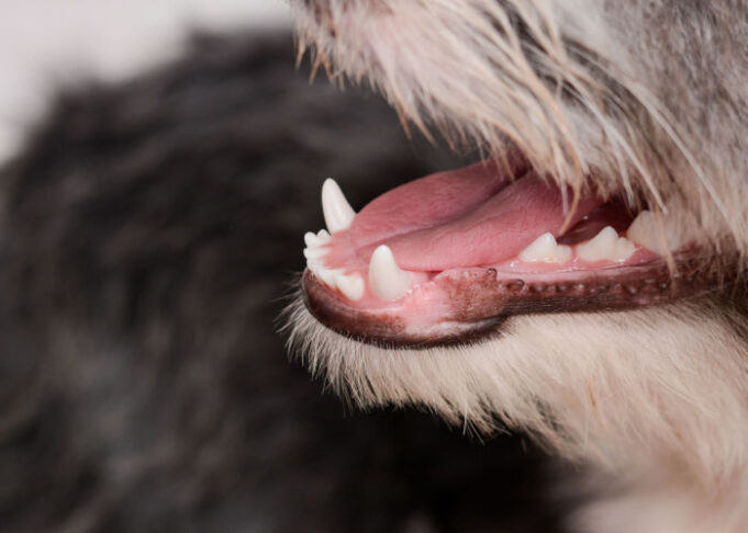 How to Prevent Gum Disease in Dogs – Top Dog Tips