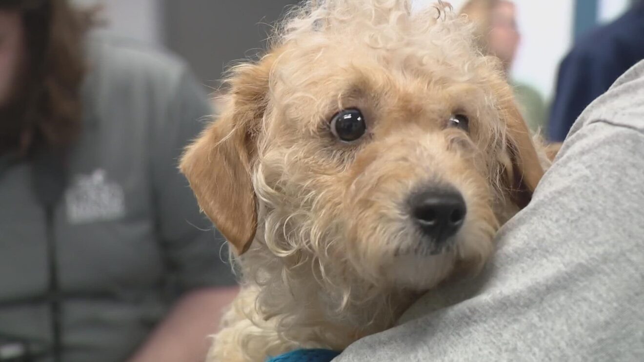 Humane Society of Missouri Rescues 41 Dogs From Hoarder Conditions ...