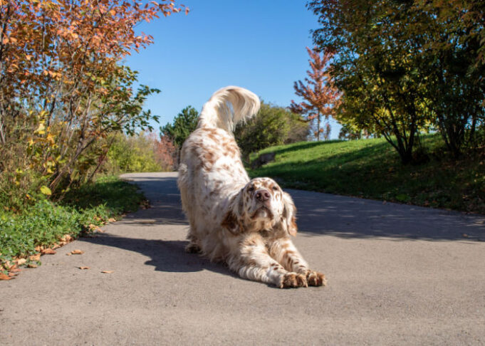 English Setter Dog Breed Profile – Top Dog Tips