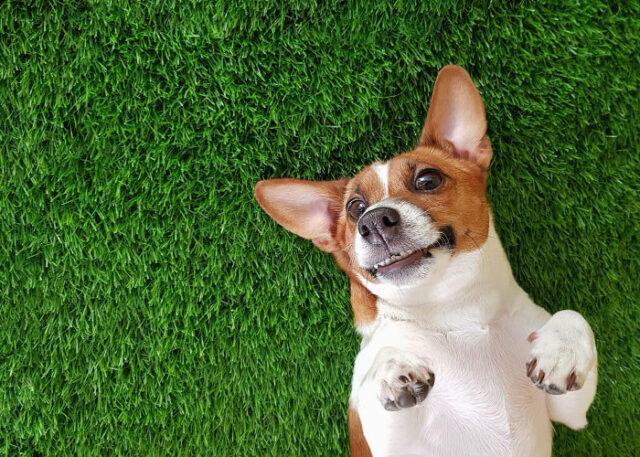 How to Teach a Dog to Smile in 6 Steps – Top Dog Tips