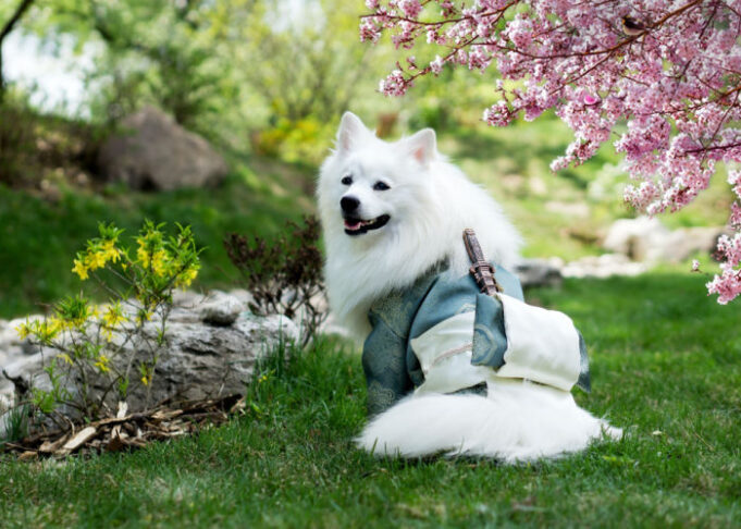150+ Adorable Dog Names Starting With N – Top Dog Tips