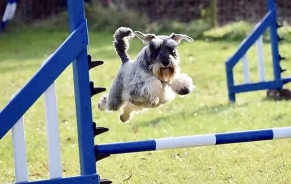 Three-Legged Dog Returns to Football With New Prosthetic Paw – Top Dog Tips