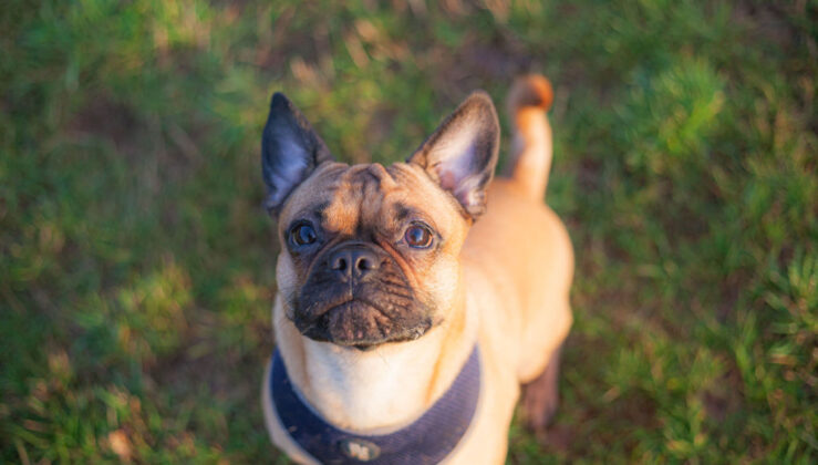 Frug Dog Breed Profile (French Bulldog & Pug Mix)