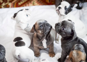 Frug Dog Breed Profile (French Bulldog & Pug Mix)