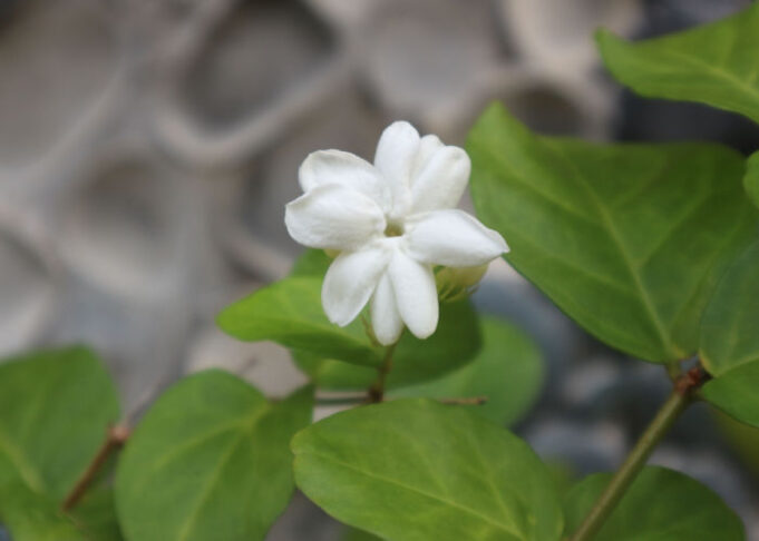 Is Jasmine Toxic To Dogs? – Top Dog Tips