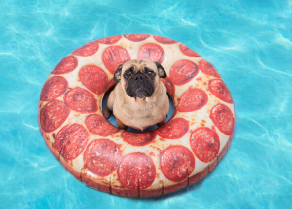Dog Names Starting With P – Top Dog Tips