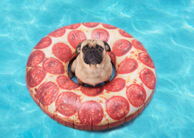 Dog Names Starting With P – Top Dog Tips