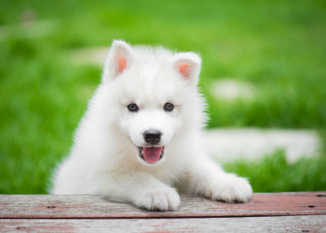 150+ Adorable Dog Names Starting With N – Top Dog Tips
