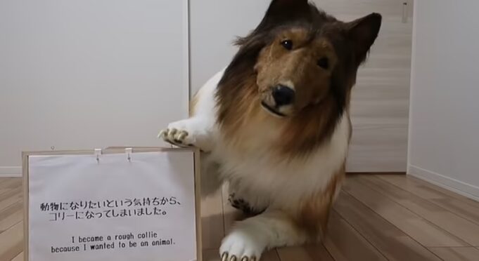 Japanese Man Became a Dog After Buying £12K Collie Costume – Top Dog Tips