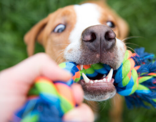 Best Dog Lifestyle Advice: How to Live a Happy Life with Dogs