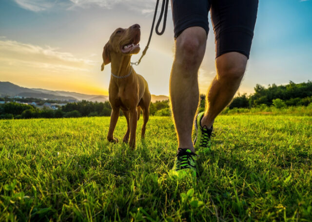 Why Do Dogs Roll in the Grass? Here's 5 Reasons Why