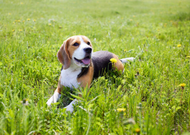 690+ Dog Names Starting With K – Top Dog Tips