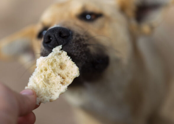 Can Dogs Eat Bread: 15 Bread Types (Safe or Not?) – Top Dog Tips