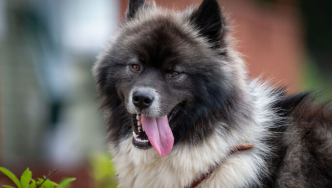 Chusky Dog Breed Profile (Chow Chow & Husky Mix)