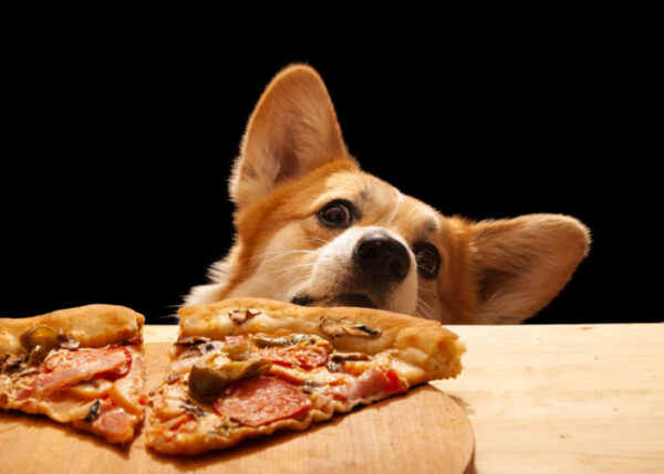 Dog Names Starting With P – Top Dog Tips
