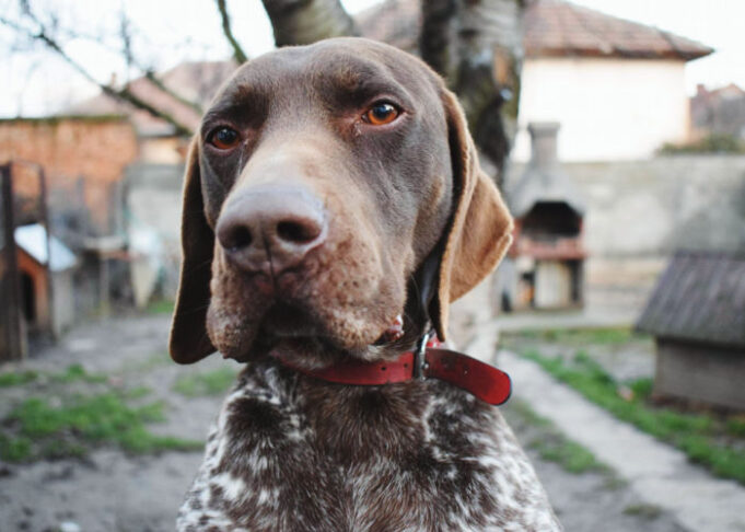 Dog Names Starting With H (500+ Amazing Picks!) – Top Dog Tips