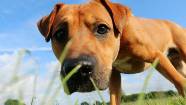 210+ Dog Names Starting With J – Top Dog Tips